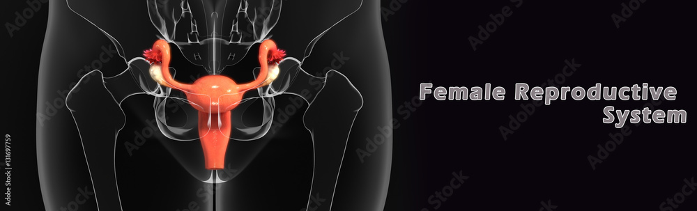 Female Reproductive system Stock Photo | Adobe Stock