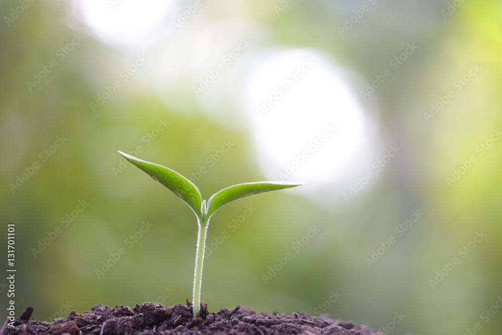 Growing sprout Stock Photo | Adobe Stock