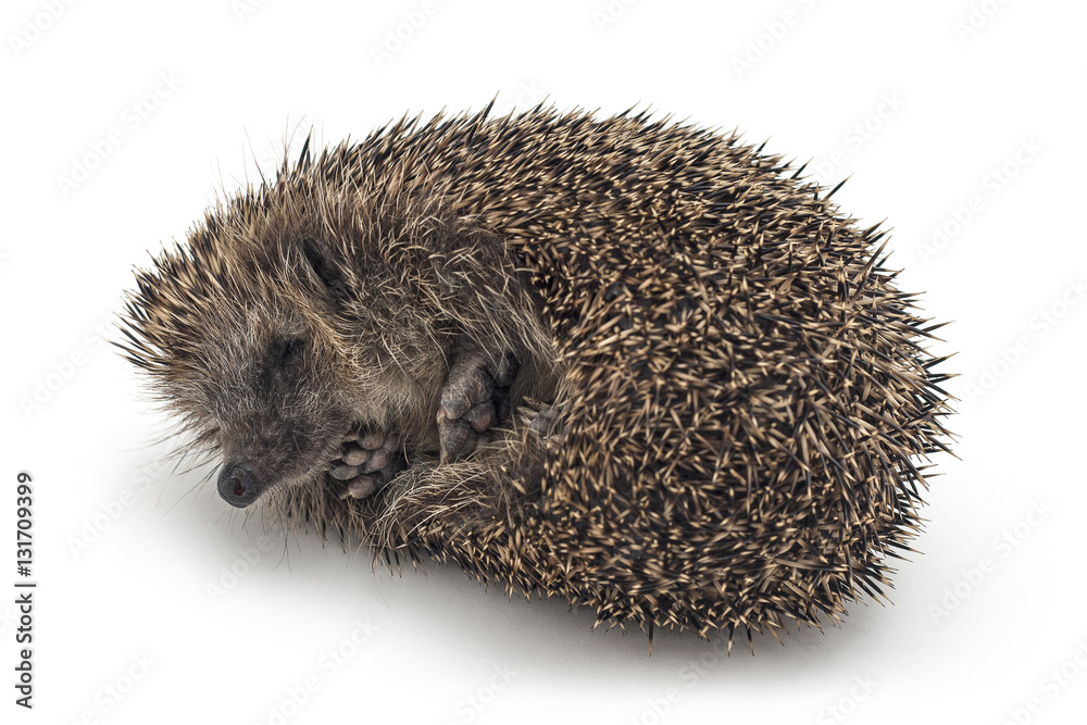 Isolated image of a cute spiky and balled up hedgehog Stock Photo ...