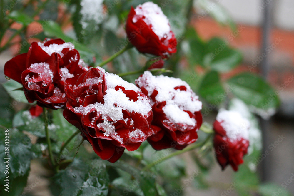 Orange rose under snow, dark red roses under snow, white rose, pink ...