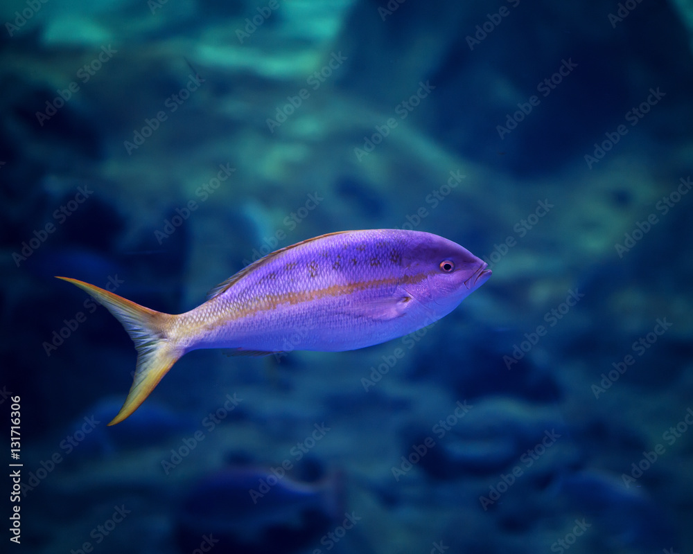 Neon Purple Fish