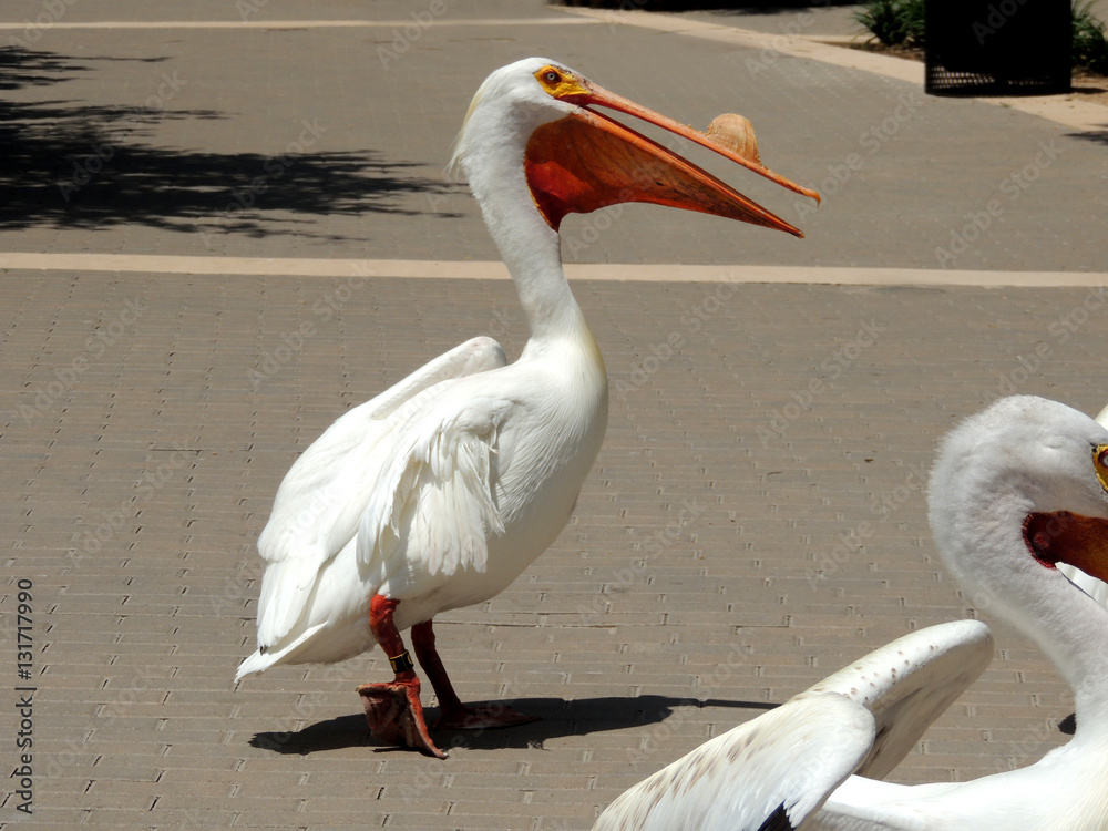 The Large Pelican Bird Stock Photo | Adobe Stock