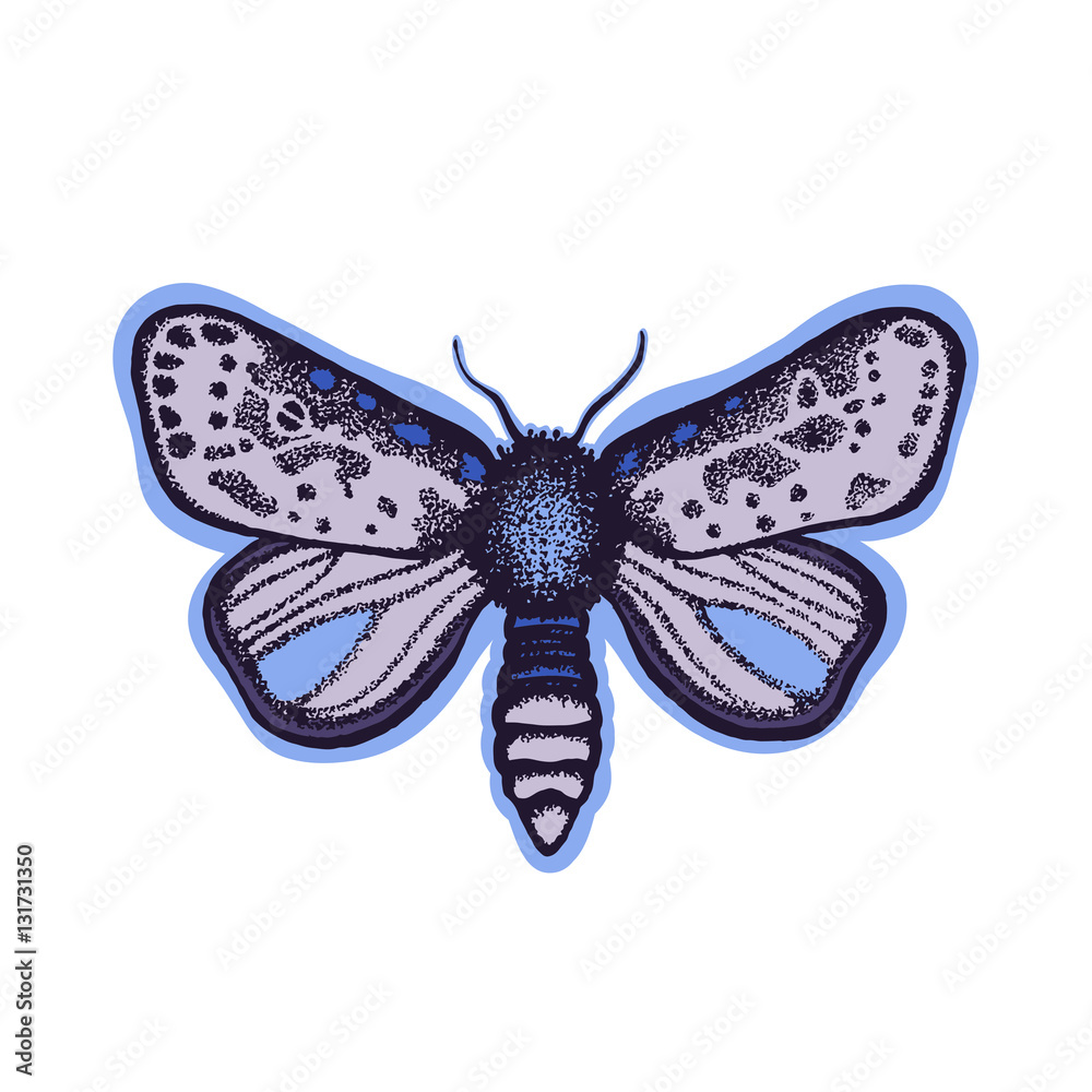 Moth. Vector illustration in color. Hand drawn. Stock Vector | Adobe Stock