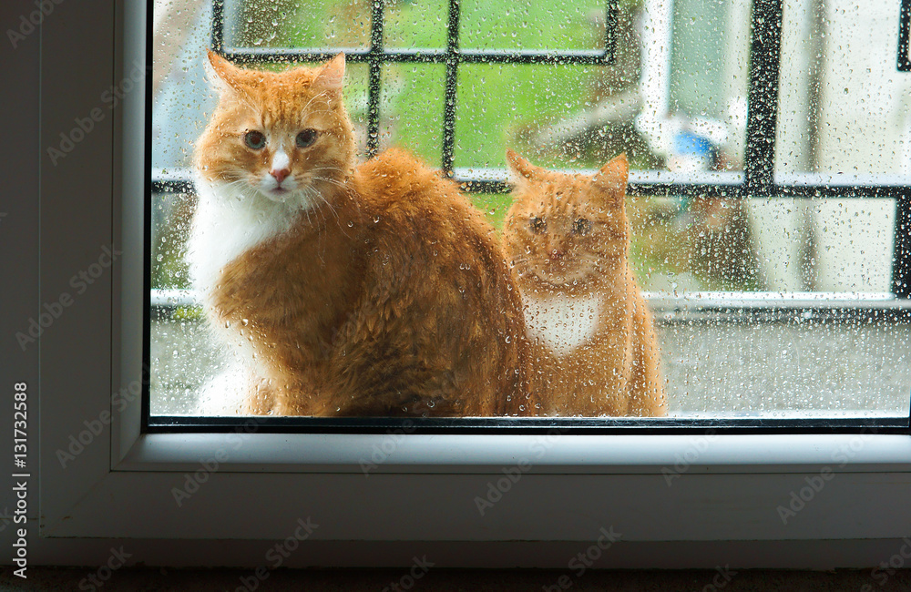 Two red cats look out the window. It's raining outside. The cat asks to ...