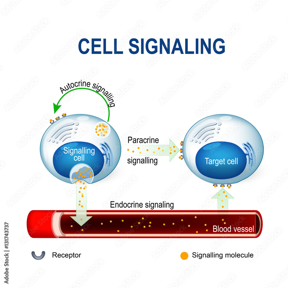 cell signaling. intracrine, autocrine and endocrine signals. Stock ...