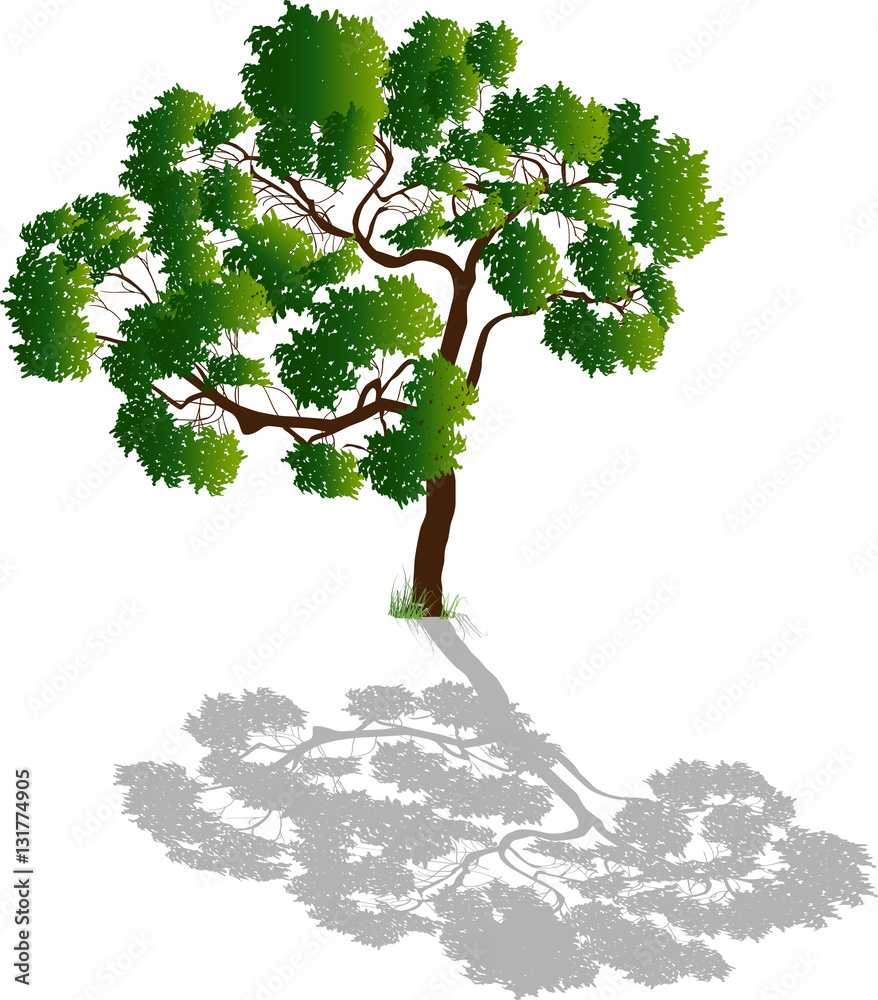 dark green isolated lush tree with shadow Stock Vector | Adobe Stock