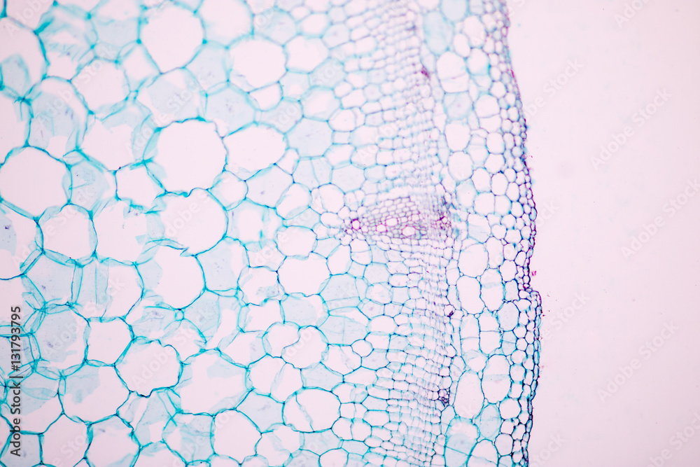 Stem typical Monocot and Dicot under a microscope. Stock Photo | Adobe ...