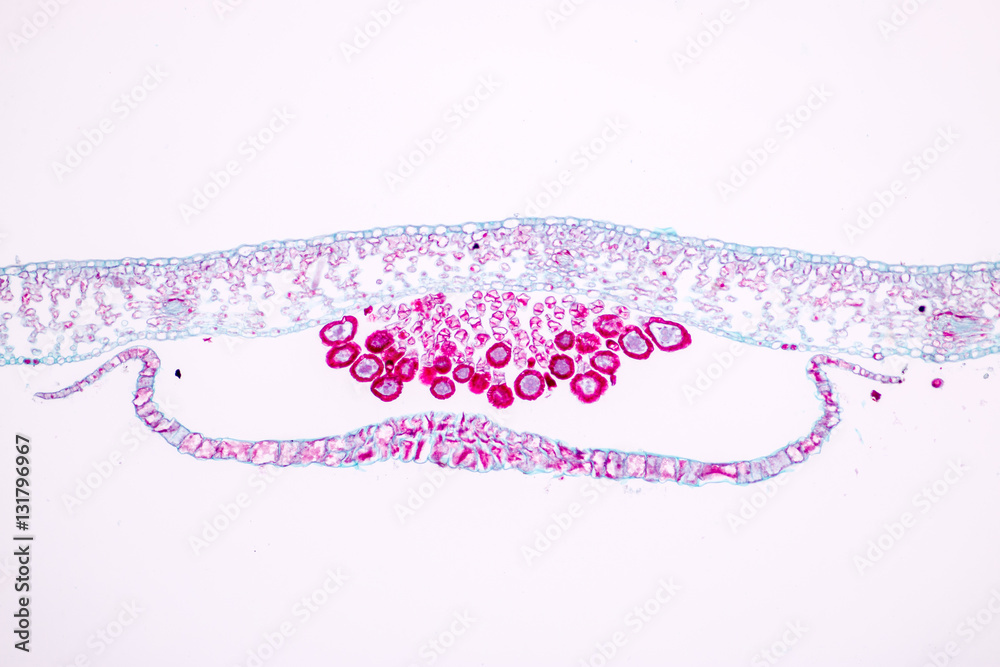 Indusium Fern under microscope view. Stock Photo | Adobe Stock