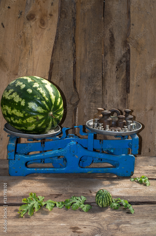 Watermelon green to weigh on the old scale, ripe watermelon, food for ...