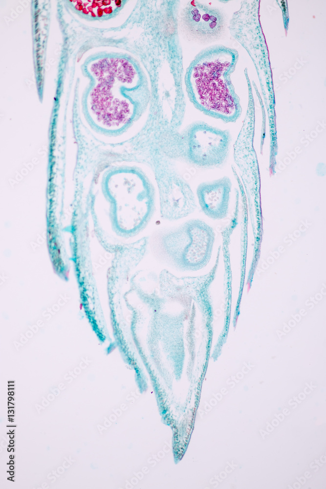 Selaginella Strobilus