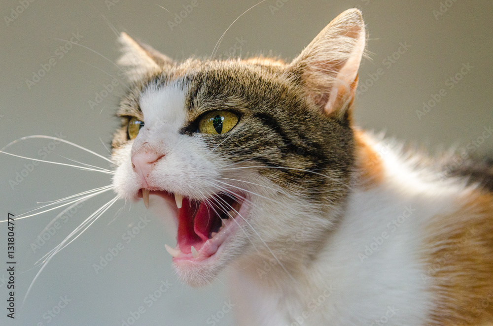 Mad kitty Stock Photo | Adobe Stock