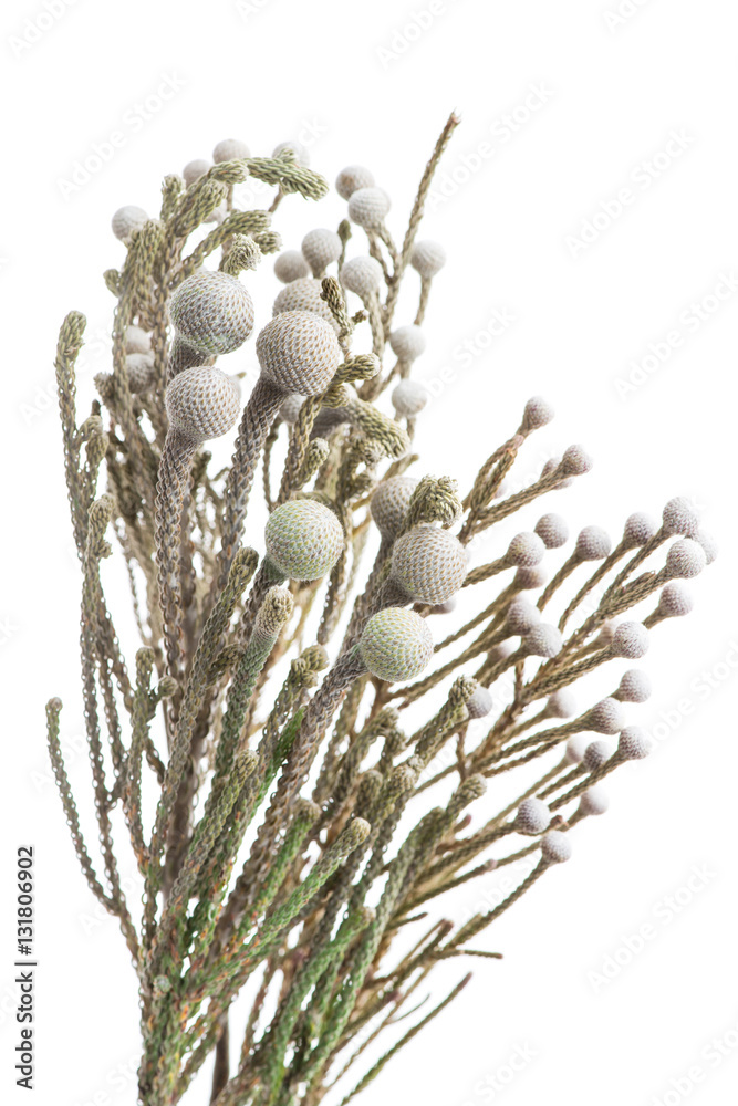Brunia flower macro isolated on white Stock Photo | Adobe Stock