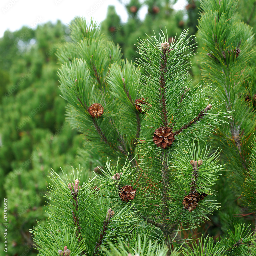 Pinus mugo - creeping pine Stock Photo | Adobe Stock