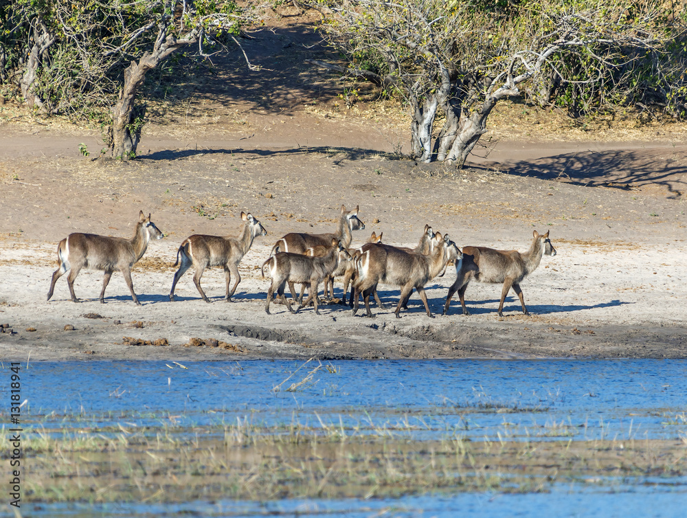Herd of red lechwe antelopes (Kobus leche) in Chobe National Park ...