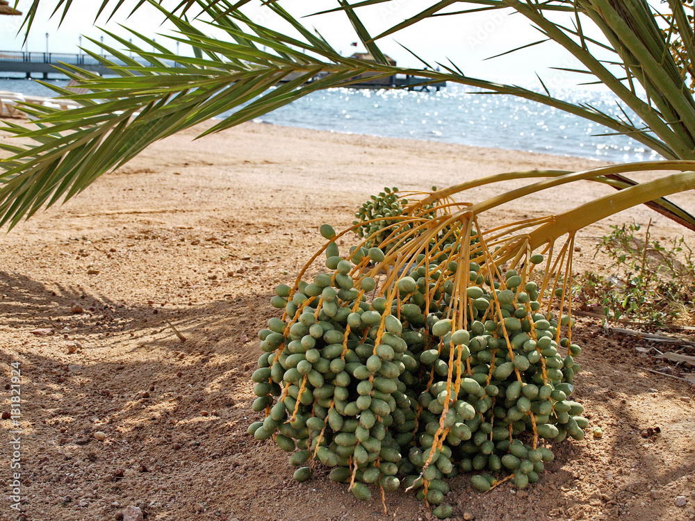 figs palm tree Stock Photo | Adobe Stock
