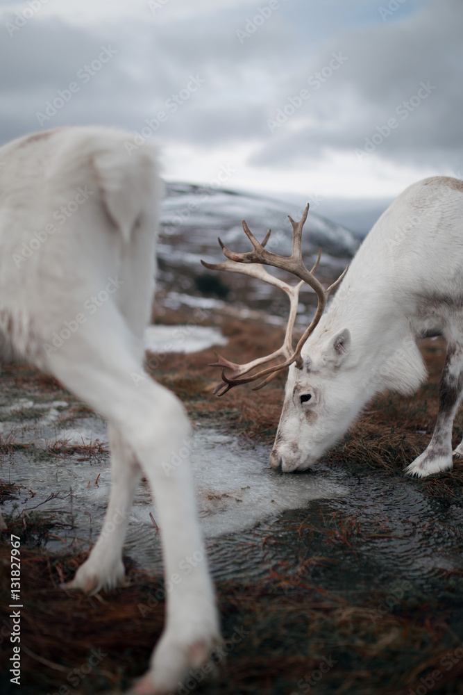 Reindeer Drinking Water Stock Photo | Adobe Stock