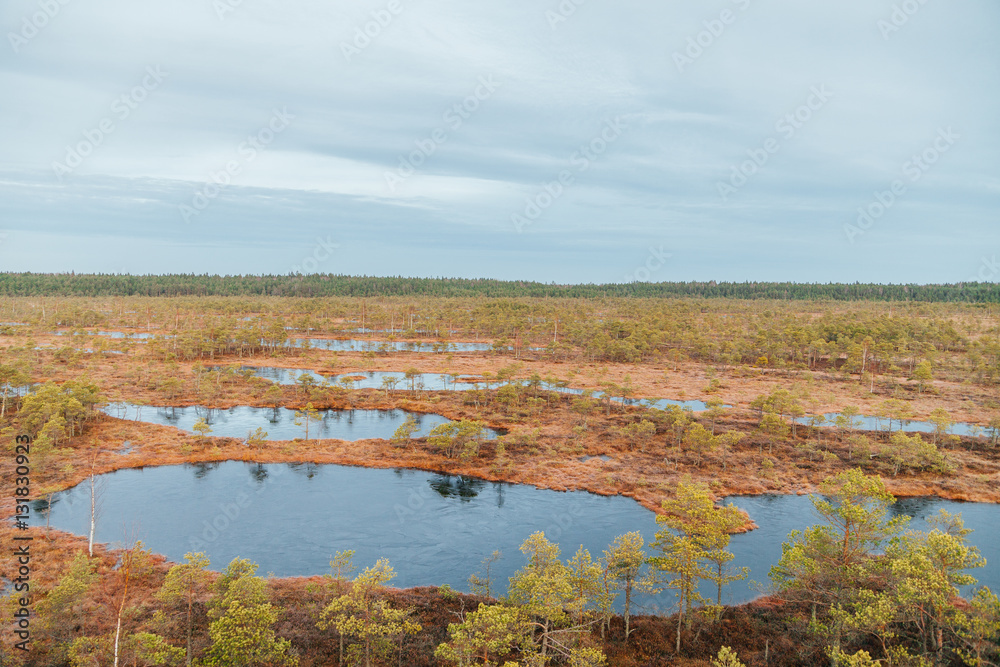 Early morning in swamp wooden boardwalk and swamp plants Stock Photo ...