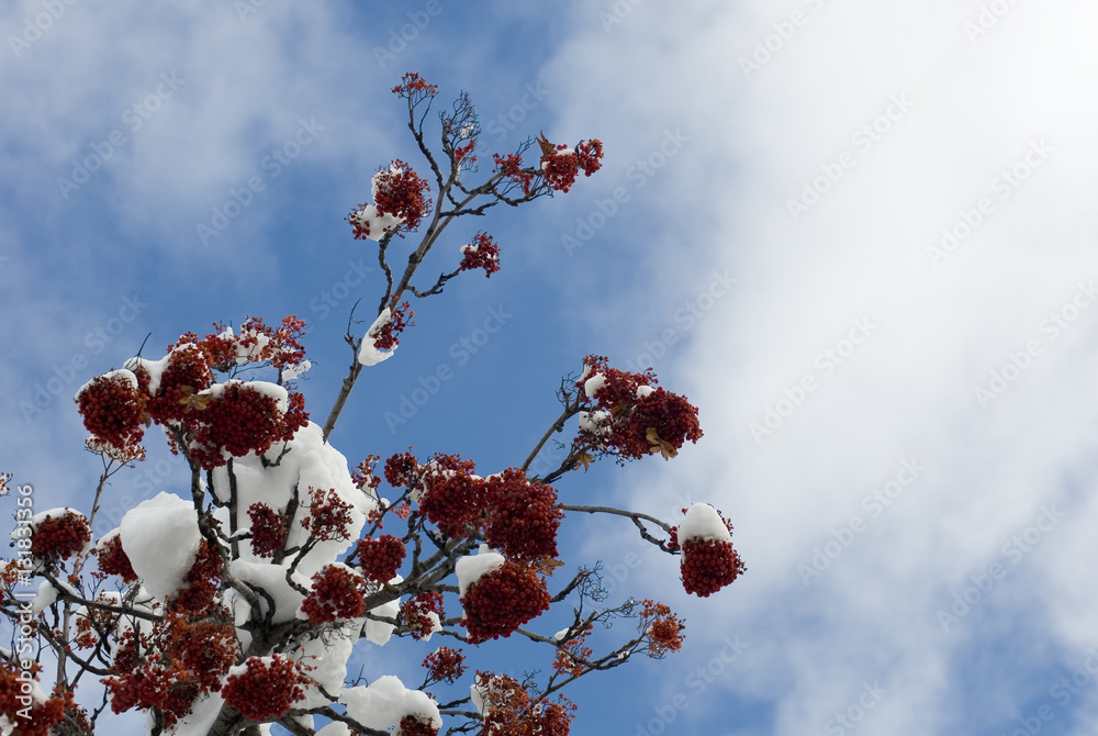 Albero Bacche rosse coperte dalla neve dopo una nevicata in montagna ...