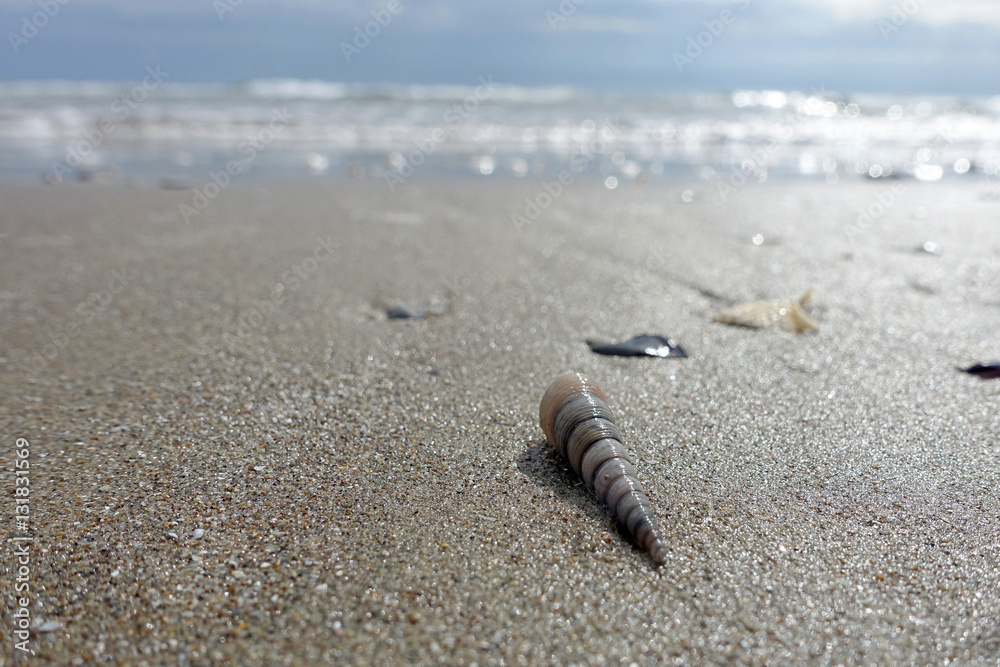 Muschel am Strand, Turritella Stock Photo | Adobe Stock