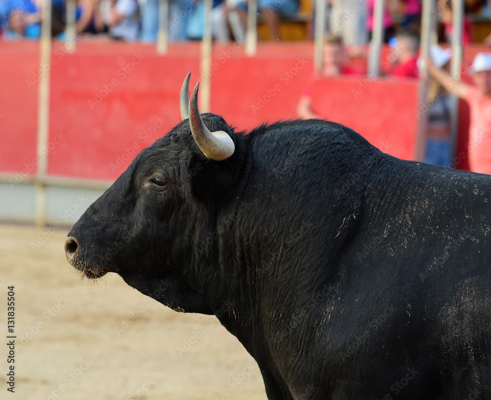 Foto Stock toro | Adobe Stock