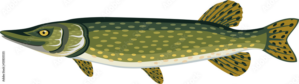 vector Pike fish Stock Vector | Adobe Stock