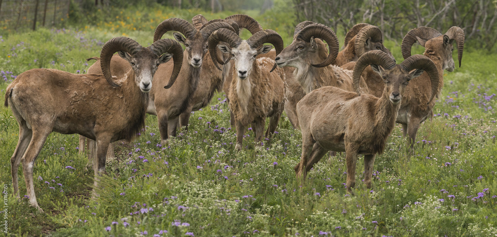 Urial sheep herd Stock Photo | Adobe Stock