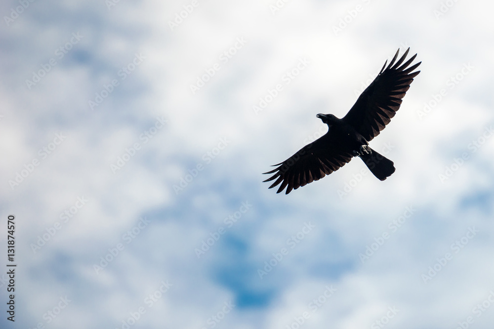 Raven with open wings gliding on a cloudy sky Stock Photo | Adobe Stock
