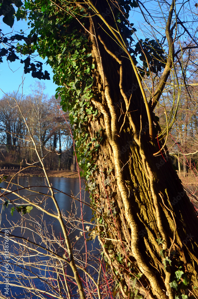 schmarotzer Stock-Foto | Adobe Stock