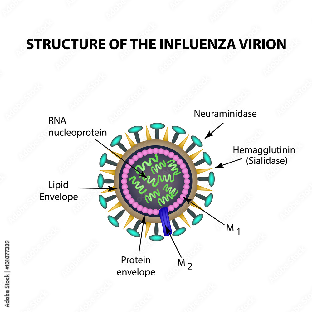 The structure of the influenza virus. Infographics. Vector illustration ...