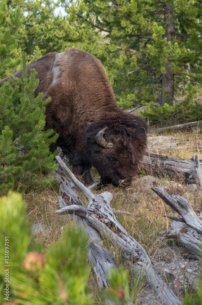 Bison Stock Photo | Adobe Stock