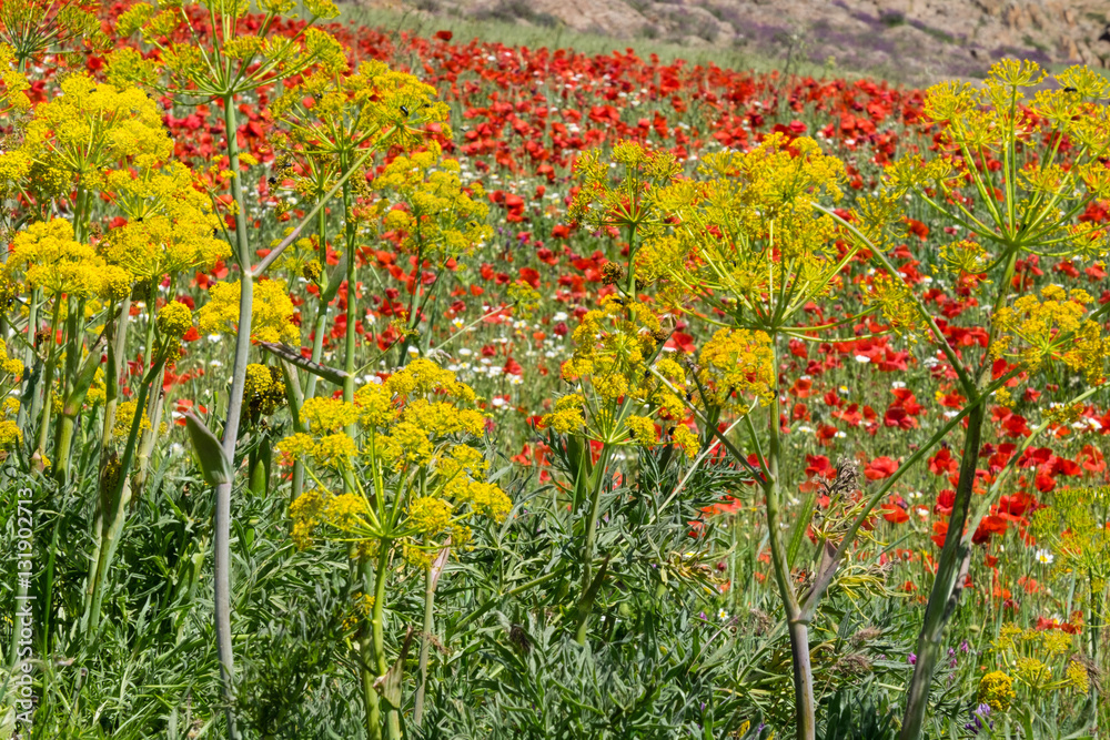 Morocco Flowers