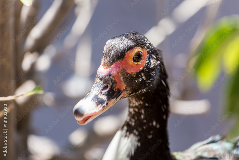 The Muscovy duck is a large duck native to Mexico, Central, and South ...