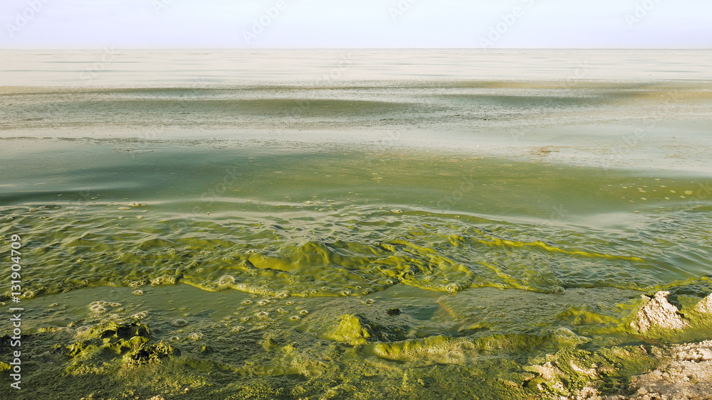 Polluted water in lake or river has intensive green color. Algal bloom ...