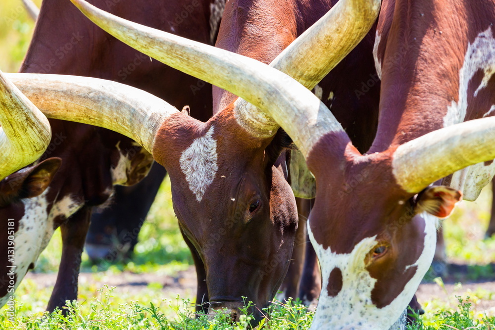 The Texas Longhorn is a breed of cattle known for its characteristic ...