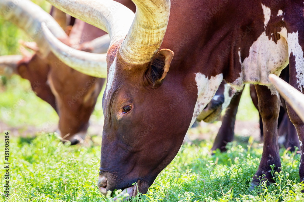 The Texas Longhorn is a breed of cattle known for its characteristic ...