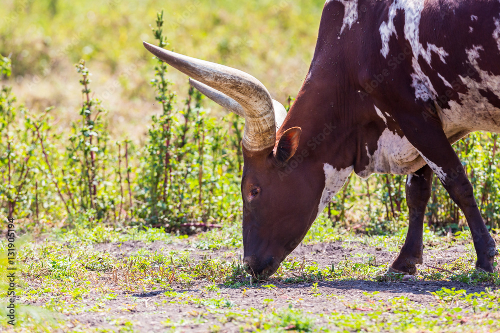 The Texas Longhorn is a breed of cattle known for its characteristic ...