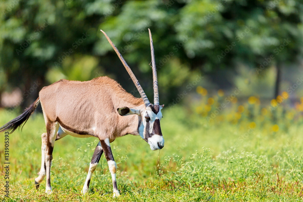 The gemsbok or gemsbuck is a large antelope in the Oryx genus. It is ...