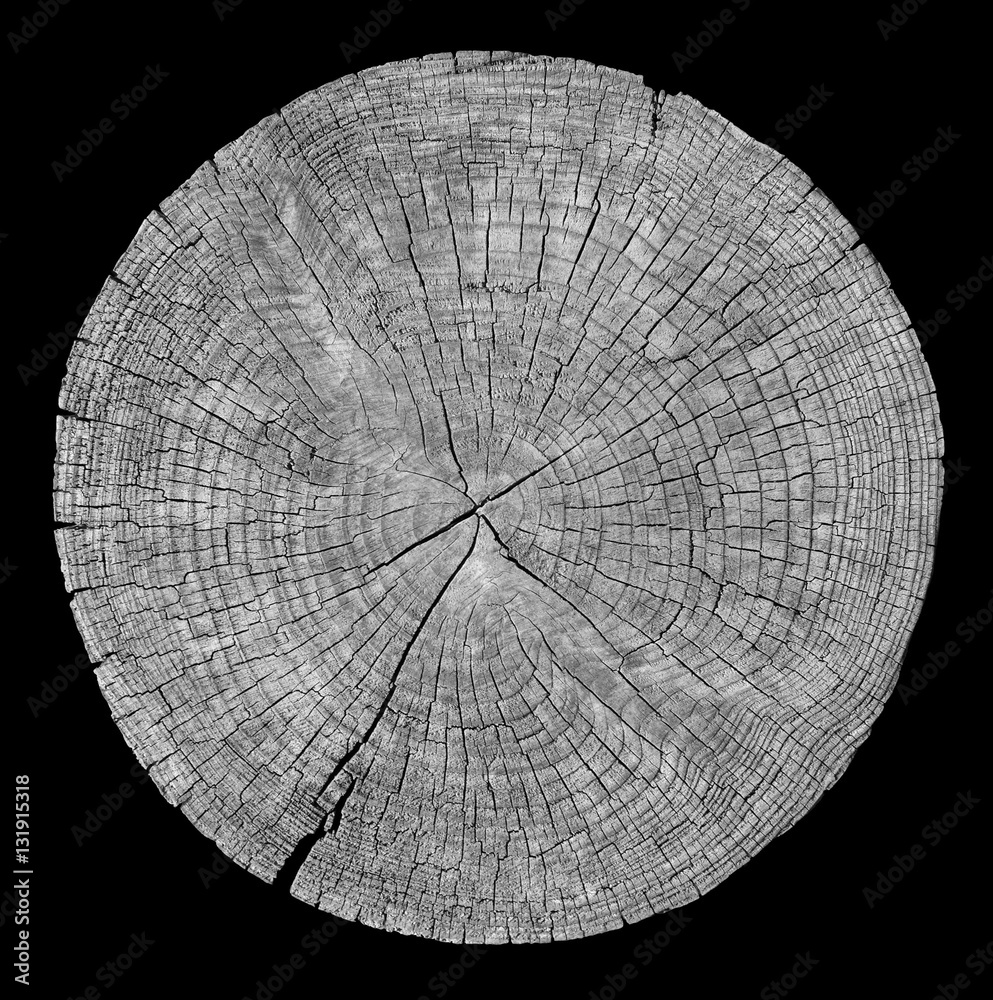 Cross section of tree trunk showing growth rings on black background ...