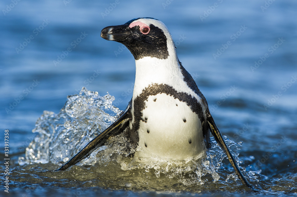 Of Type African Penguin