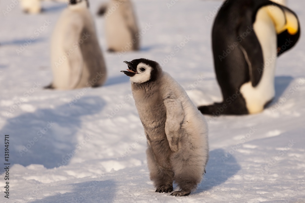 Yelling Penguin