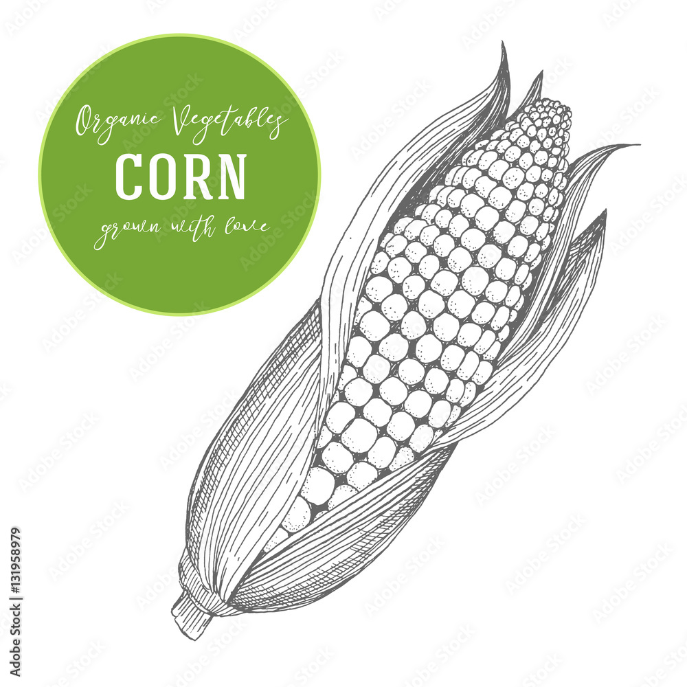 Vector illustration of corn. Hand drawn with ink vintage illustration ...