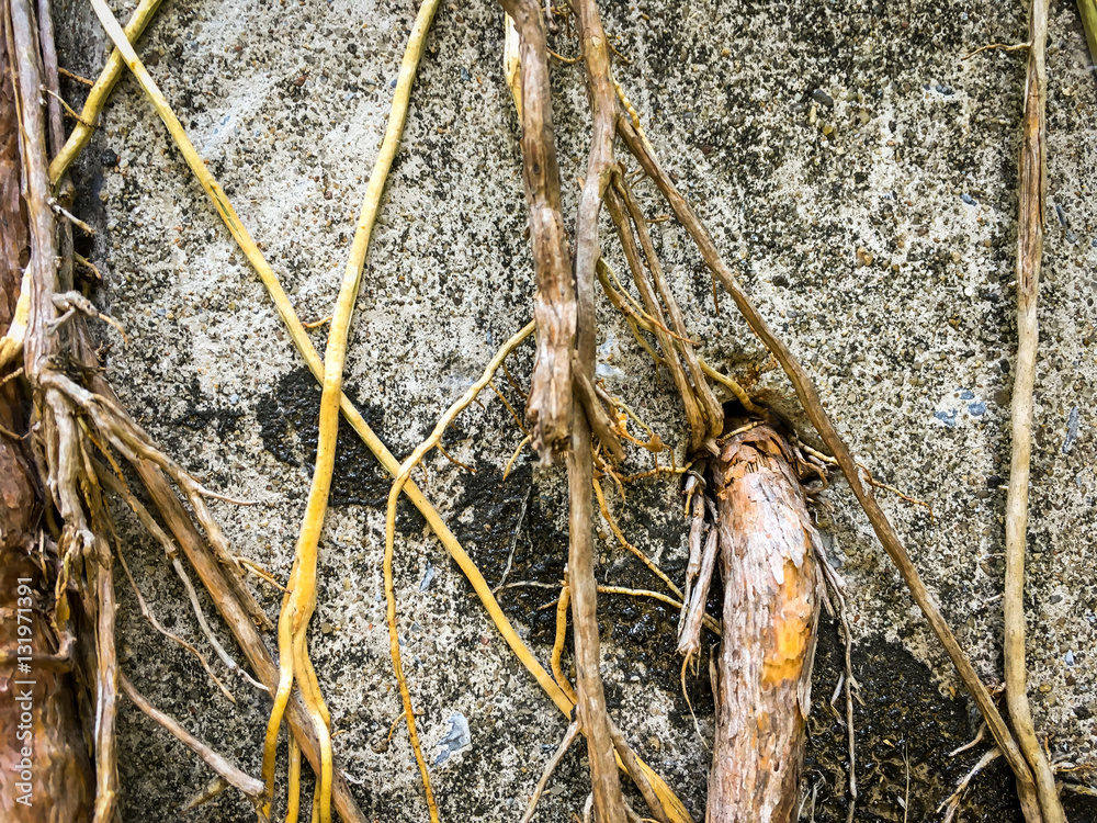 Tree roots going through concrete hole texture background. Stock Photo ...