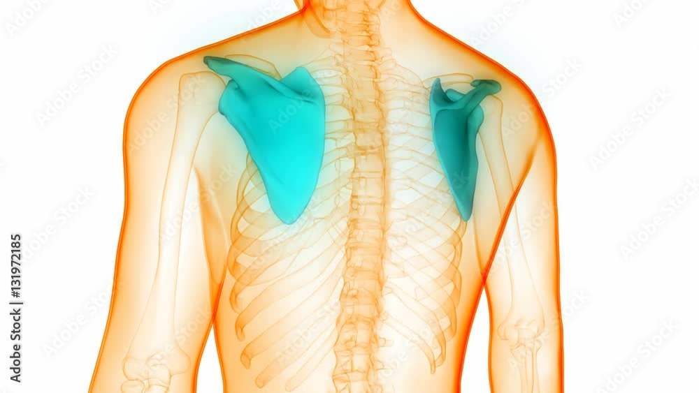 Human Skeleton Bones Anatomy (Scapula Bones) Stock Video | Adobe Stock