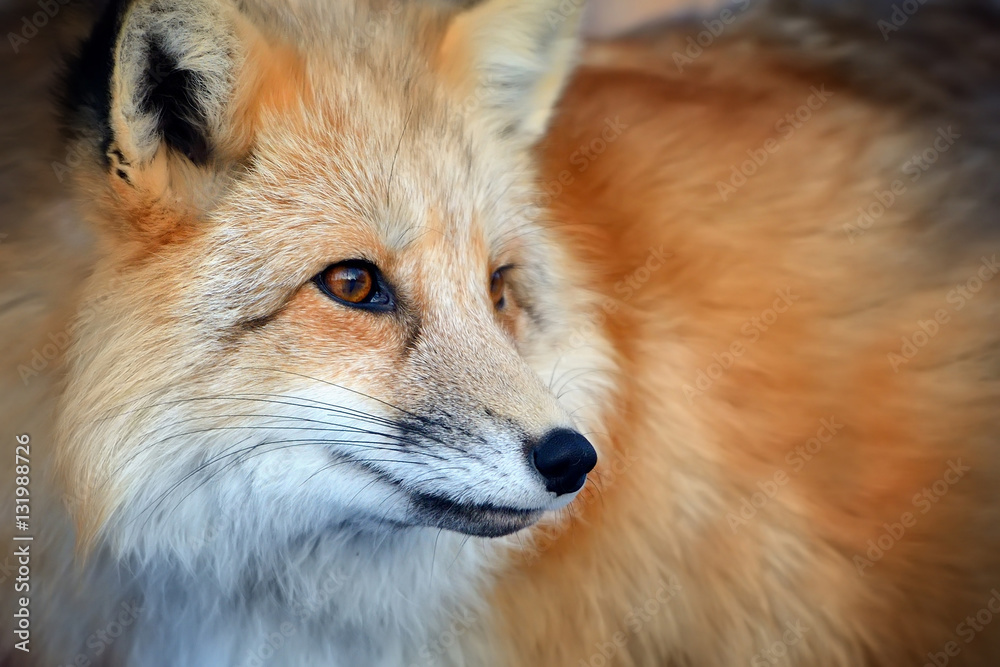 Red fox portrait Stock Photo | Adobe Stock