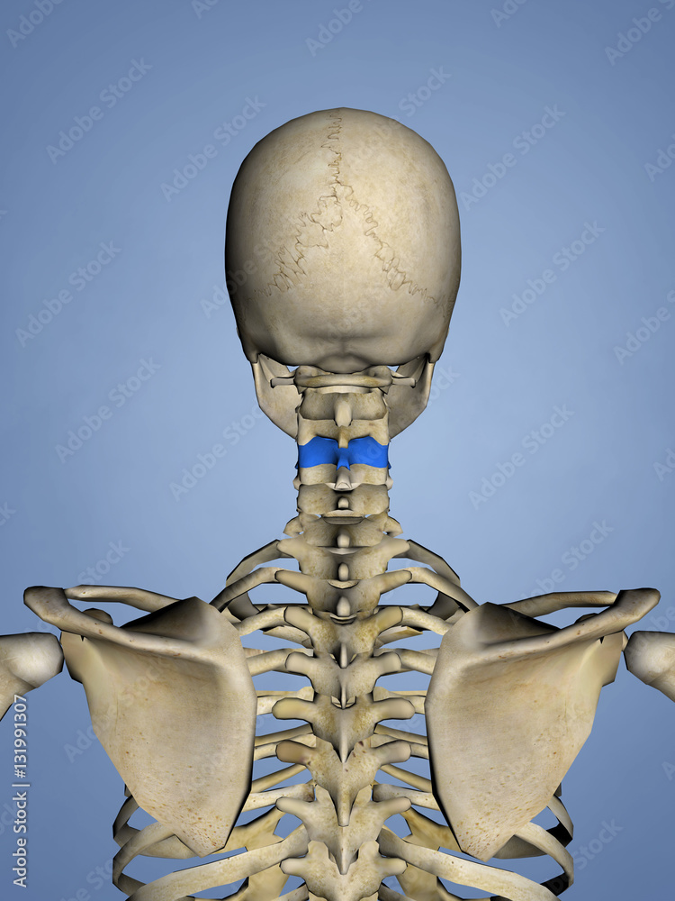 Cervical vertebrae M-SKEL C4-b-1, 3D Model Stock Illustration | Adobe Stock