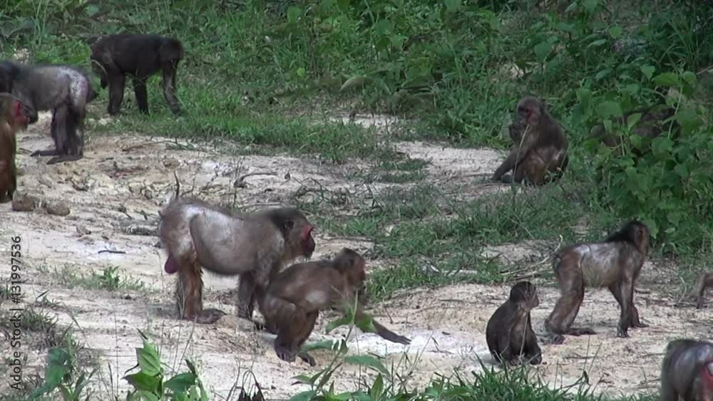 Stumptail Monkeys (Rare Footage). A troop of highly endangered ...