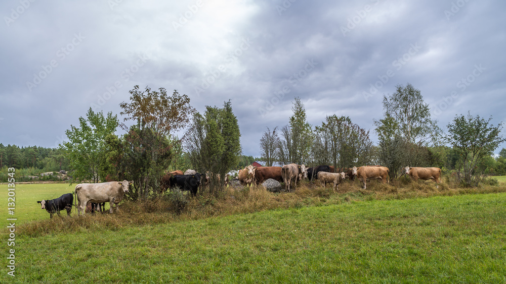 Cows on field Stock Photo | Adobe Stock