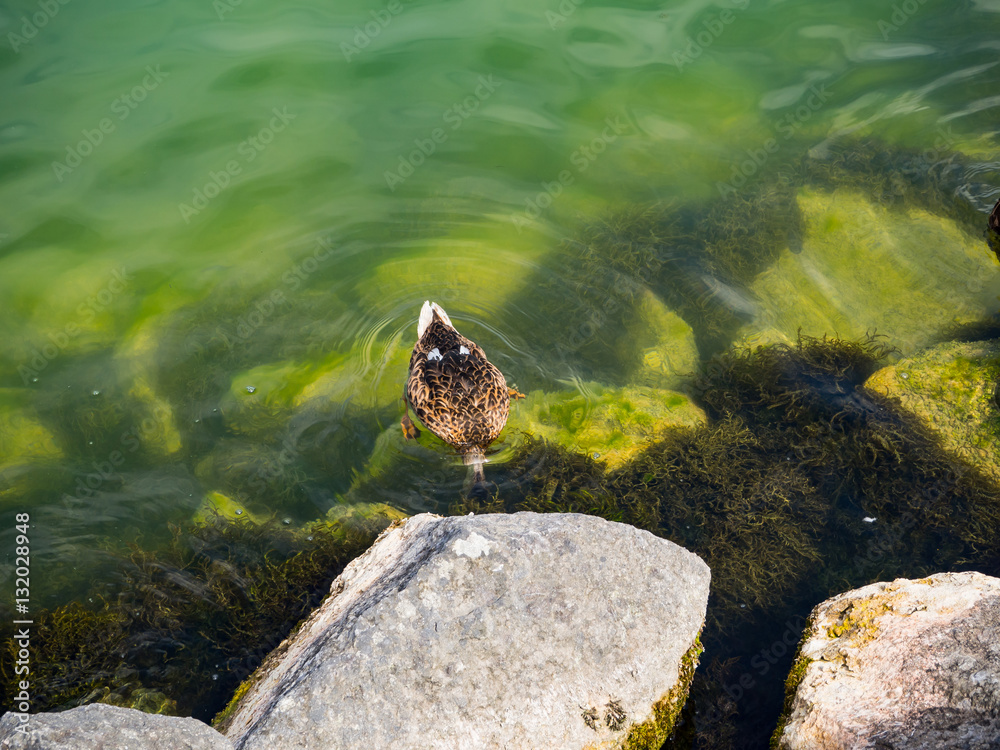 Pato buceando en Cortaillod es una comuna suiza del cantón de Neuchâtel ...