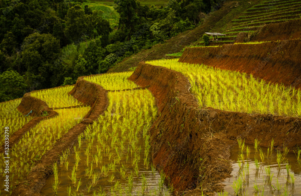 Terraced paddy fields in Chiang Mai, Thailand Stock Photo | Adobe Stock