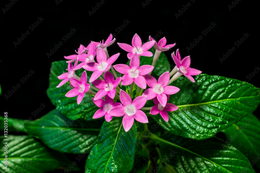bouquet of pink pentas flowers on black background Stock Photo | Adobe ...